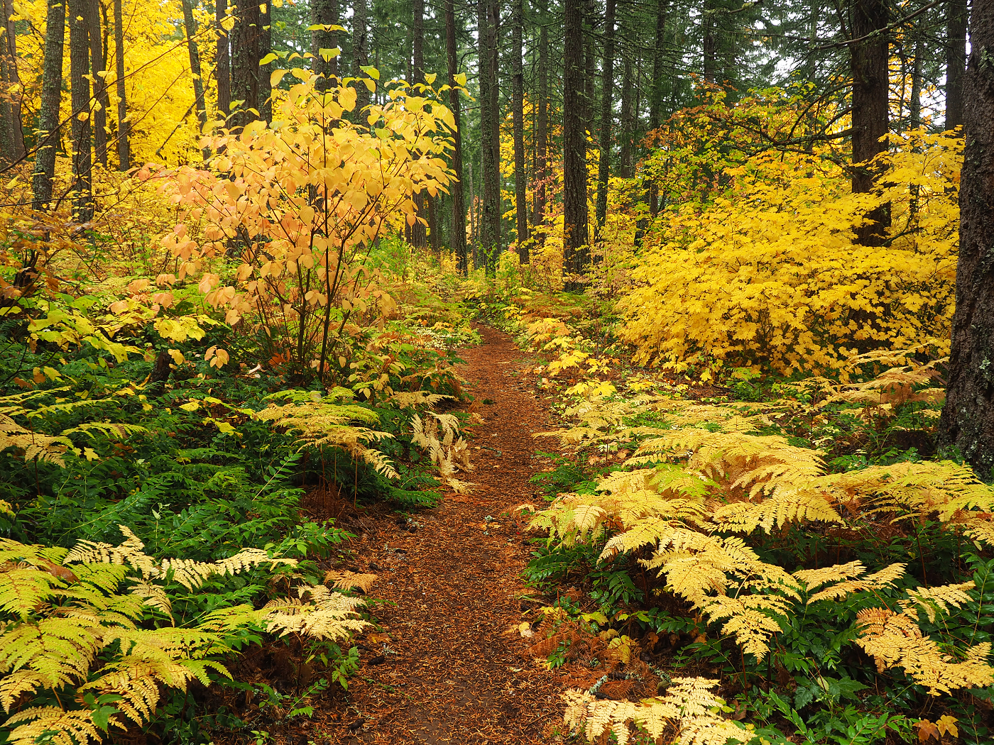 Punchbowl Falls Park Fall Colors (Oct 23) - Oregon Hikers