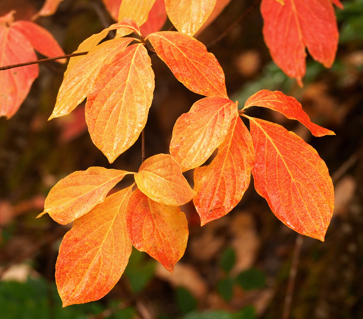 Punchbowl Falls Park Fall Colors (Oct 23) - Oregon Hikers