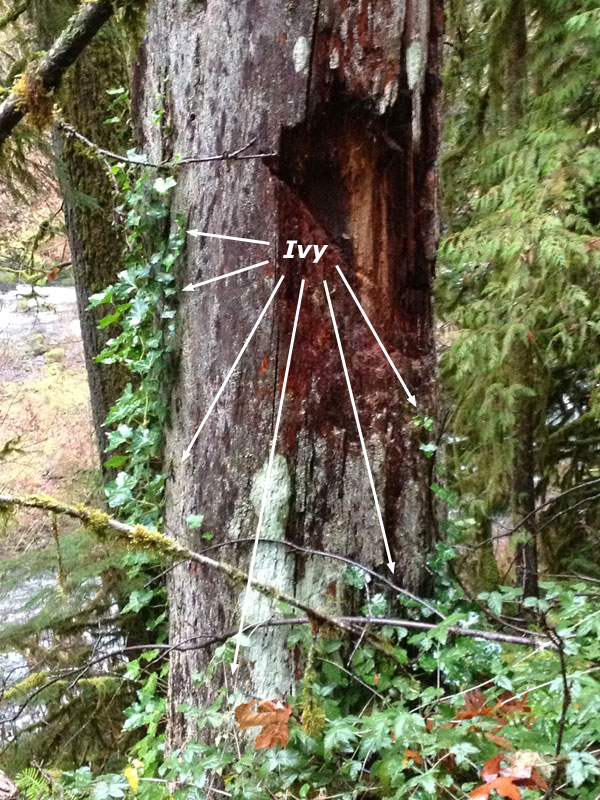 FABULOUS REWARD for Capture of Invasive Ivy @ Eagle Creek!! - Oregon Hikers