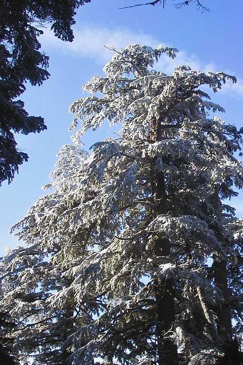 A Cascade Crest Phenomena - Oregon Hikers