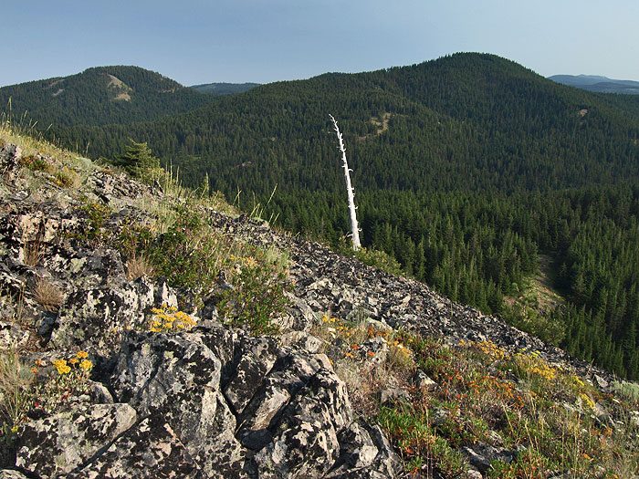 Bushwhacking the "other" Shellrock Mountain - Oregon Hikers
